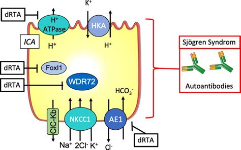 Schematic Representation Of The Type A Intercalated Cells Of The