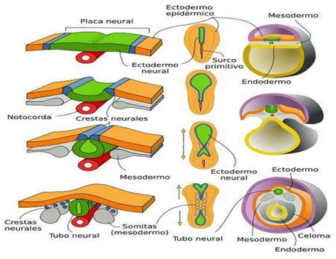 Proceso De Neurulación Primaria En Un Embrión Humano Fraii Udocz