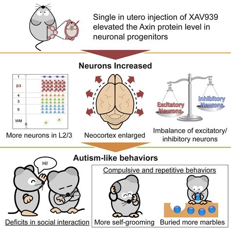 Mouse Model Autism At Lucas Cade Blog