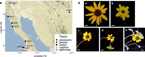 Classification Of Sunflower