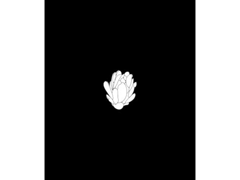 Flor Naturaleza Negro  Gratis En Pixabay Pixabay