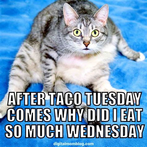 Taco Kat Meme
