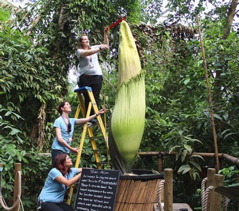 Top 10 Tallest Types Of Flowers From Around The World Fow 24 News