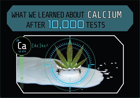 Insights Into Calcium Levels From Over Tissue Tests Arvum Plant Labs