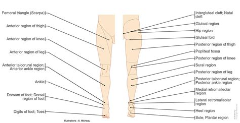 Regional Anatomy Of The Lower Limb Regio Glutea Lower Limb