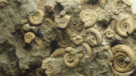 Ammonoid Mesozoic Extinct Shell Britannica