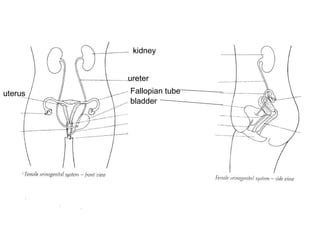 Human Reproduction Sex Organs PPT