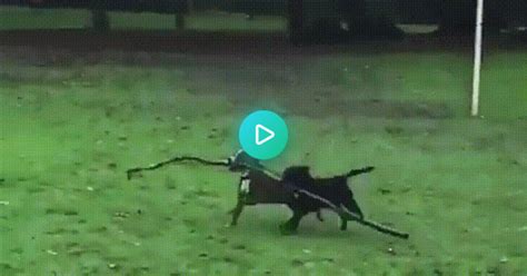 Teamwork Makes The Dreamwork  On Imgur