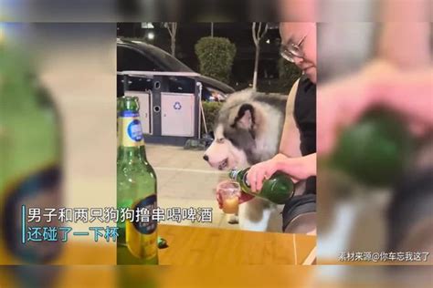 男子和两只狗狗撸串喝啤酒一个动作网友直呼是个讲究人 喝啤酒 动作 网友