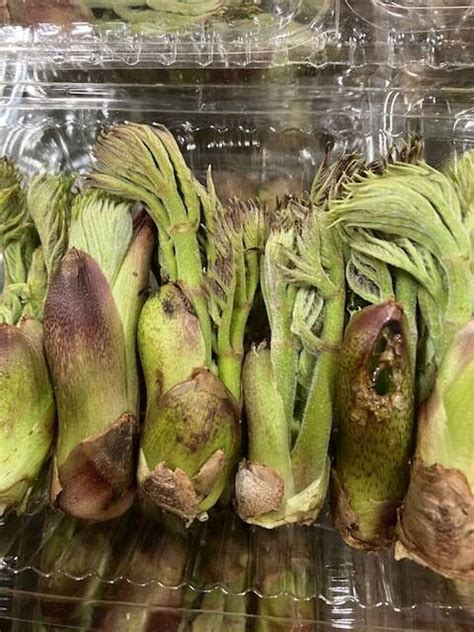 タラの芽 青森県産 たらのめ 天然 200g青森県産のタラノメ食べチョク産地直送 産直 お取り寄せ通販 農家漁師から旬の食材を直送