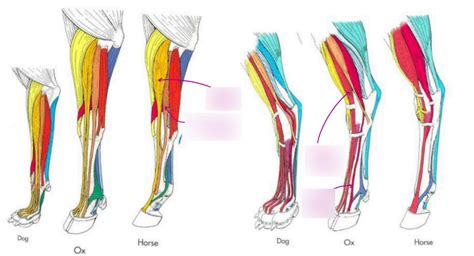 Diagram Of Extensors Quizlet