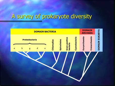 PPT Unveiling Prokaryote Diversity Essential Insights In Biological Variety PowerPoint