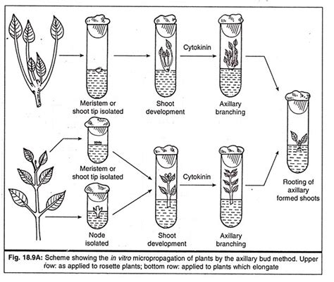 Explain Micropropagation With The Help Of Suitable Diagram