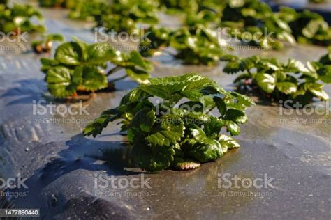 농업 분야 딸기 식물 플라스틱 줄이 어린 딸기로 언덕을 덮었습니다 농업에 대한 스톡 사진 및 기타 이미지 농업 캘리포니아 풍경 Istock