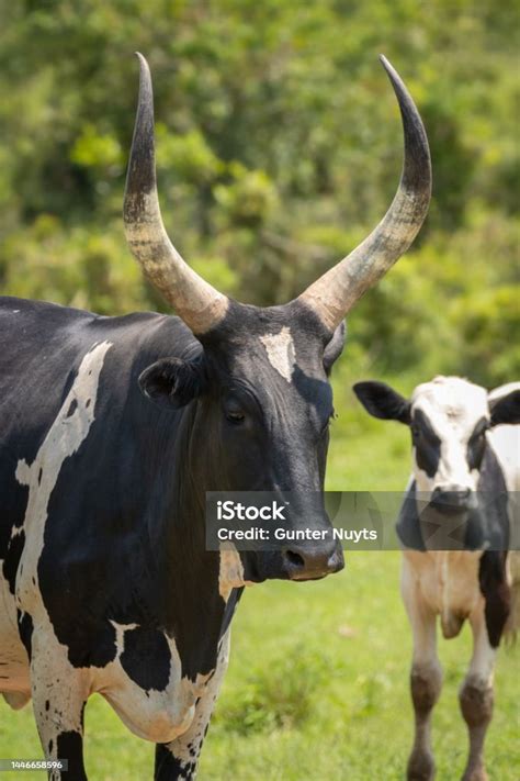 A Crossbreeding Cow With Ankole Watusi Cow And Holstein Friesian Cow