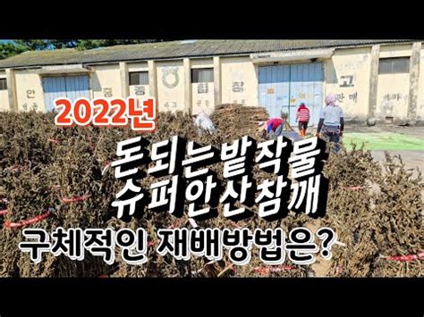 돈되는밭작물 슈퍼안산참깨 구체적인 재배방법 YouTube