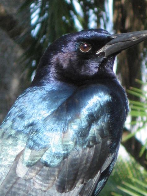 Shiny Crow By Floating Waters On Deviantart