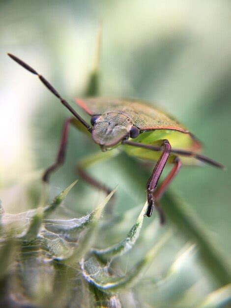 Premium Photo Macro Shot Of Beetle On Plant