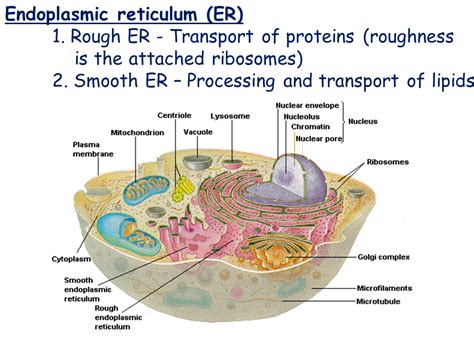 [diagram] Endoplasmic Reticulum Diagram Mydiagram Online