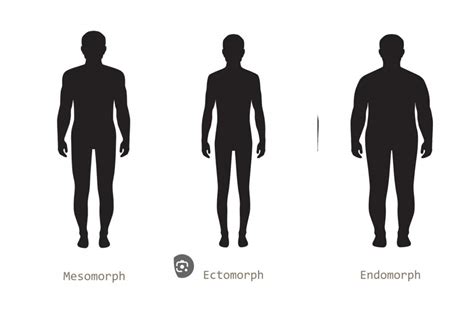 What Is The Somatotype What Is The Somatotype