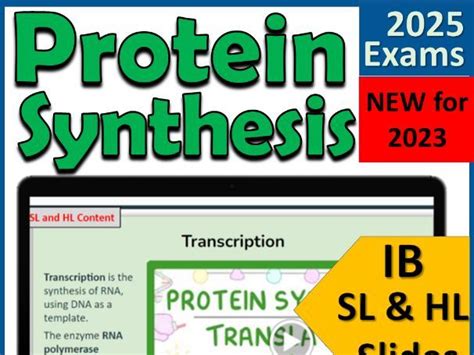 Ib Biology D12 Protein Synthesis Ib Diploma First Exams 2025