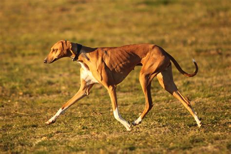 Порода собак худые и длинные 53 фото картинки Sobakovod Club