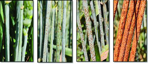 The Different Four Severity Stages Of Stem Rust Disease Download