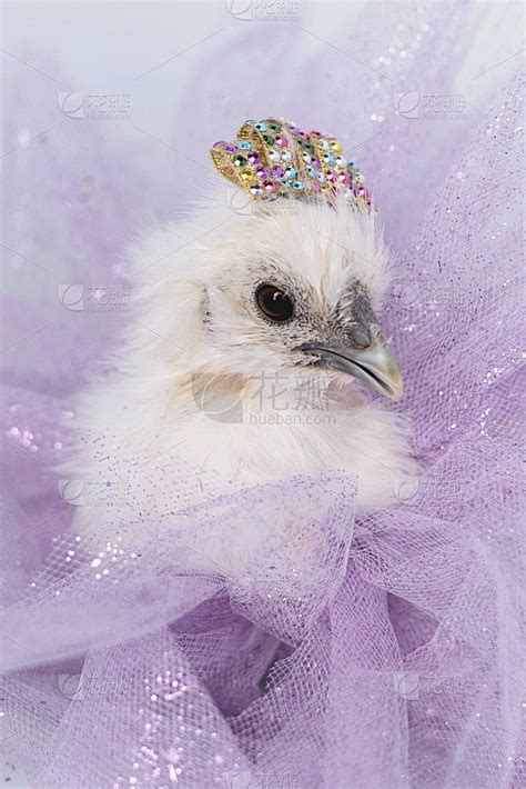 公主芭蕾舞演员