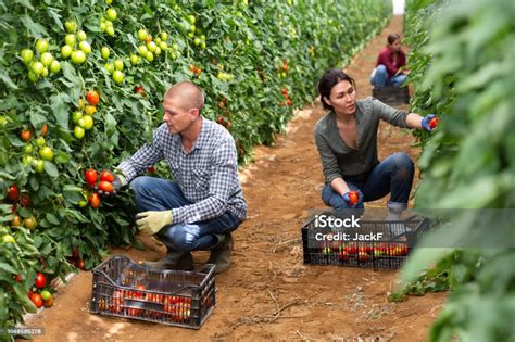농가 가옥에서 유기농 토마토 품종의 작물을 모으는 농장 노동자 18 19세에 대한 스톡 사진 및 기타 이미지 18 19세 30 34세 35 39세 Istock