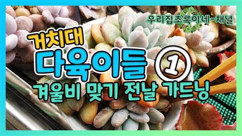 거치대에 다육이들 겨울비 맞기 전날가드닝 다육이키우기 다육이관리 겨울철다육이 Youtube