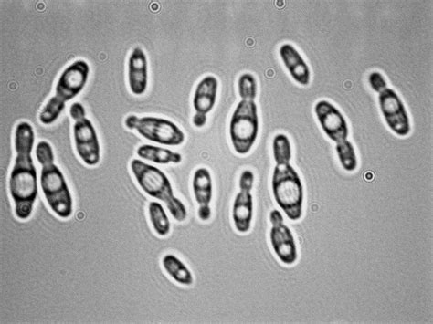 Hanseniaspora Guilliermondii Viticulture And Enology