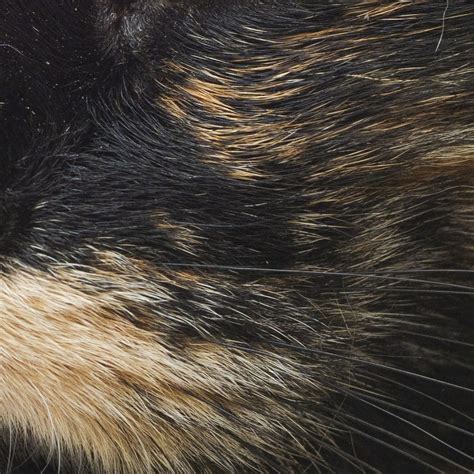 Drawing Tortoiseshell Fur Step By Step Coloured Pencil Guide Amii
