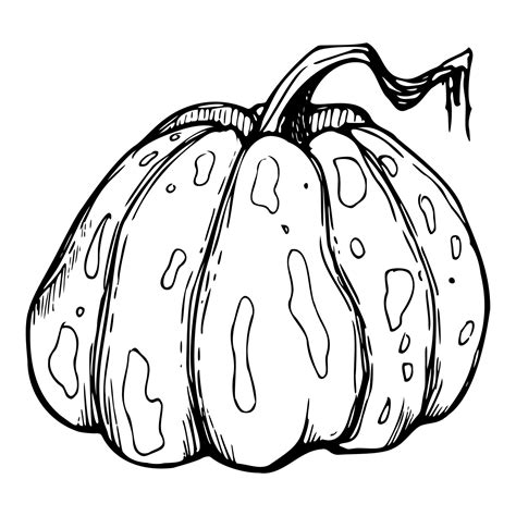 Hand Drawn Ink Vector Pumpkin Gourd Squash Sketch Illustration Art For