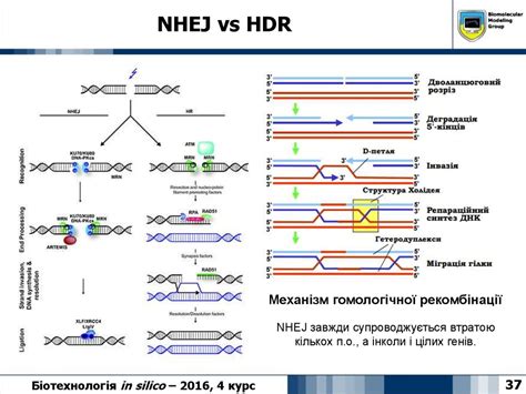 Блок “Молекулярна біотехнологія” Генетична модифікація рослин презентация онлайн