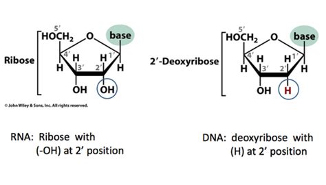 Core Nucleic Acids And Their Function Flashcards Quizlet