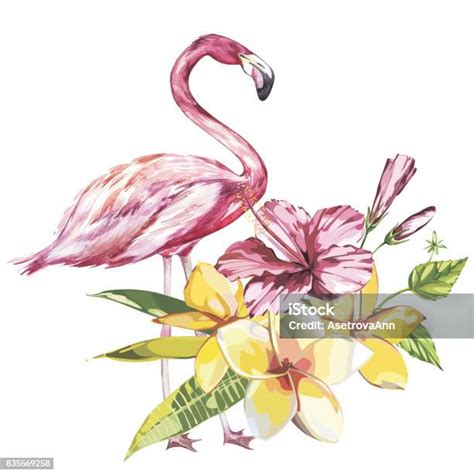 핑크 플라밍고 수채화 그림 흰색 배경에 고립입니다 손 종 려 잎 Plumeria와 핑크 히 비 스커 스 꽃 그려진된 밑그림 가냘픈에 대한 스톡 벡터 아트 및 기타 이미지