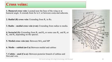 Insect Wing Their Modifications And Wing Coupling Mechanism PPTX