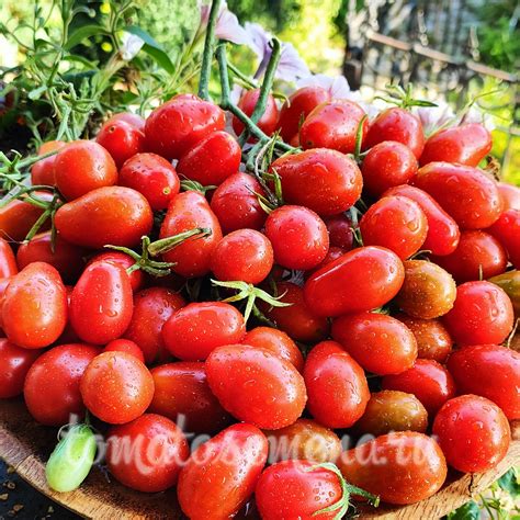 Козула 14 Мегагрон (Kozula 14, Megagron) Польша