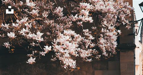 검은 재킷과 파란색 데님 청바지를 입은 여자가 낮 동안 보도에 서 있다 사진 Unsplash의 무료 꽃 이미지