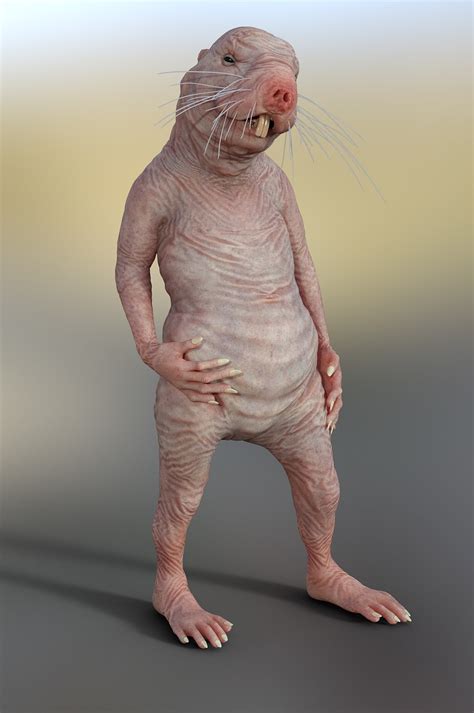 Naked Mole Rat Blank Template Imgflip