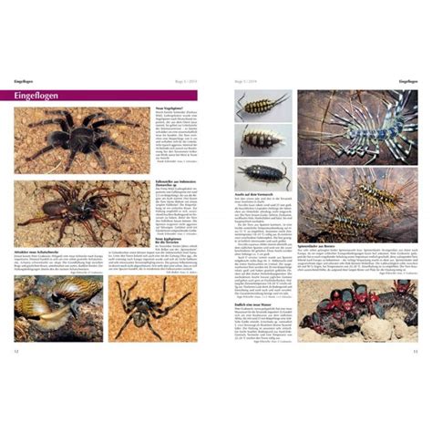 Bugs Magazine Nr5 Skorpione Nordafrikas