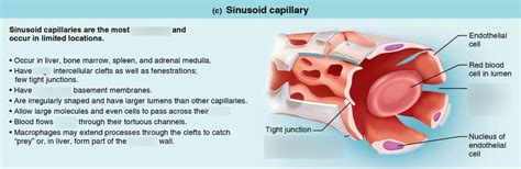 aandp2 sinusoid capillary diagram quizlet