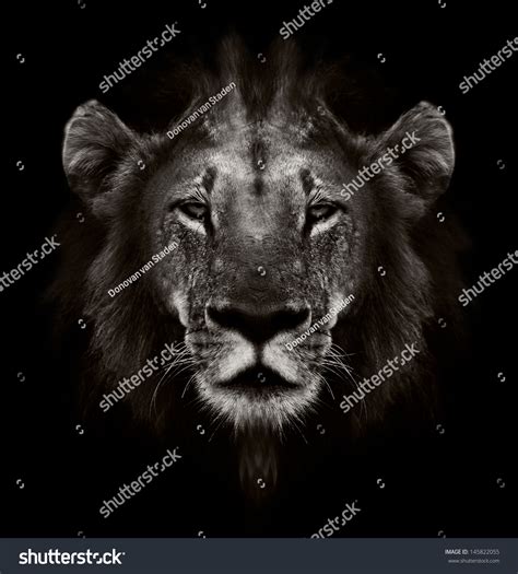 Close Portrait African Male Lion Stock Photo Shutterstock