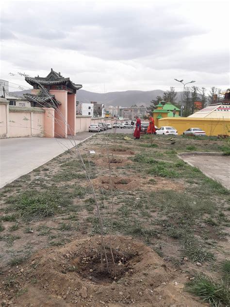 ГАНДАНТЭГЧЭНЛИН ХИЙДЭД МОД ТАРИЛАА МБОИЗ