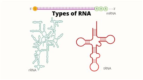 Types Of Rna Structure And Functions Microbe Online