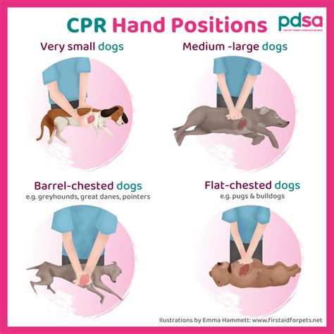 Video Of Dog Giving Cpr At Kathy Morelli Blog