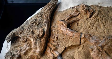10 Million Year Old Juvenile Crocodile Fossil Discovered
