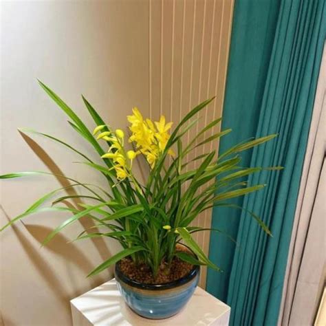 70歲鄰居大媽養了10年蘭花總結了4個度夏祕訣特別實用 imomo植物問問