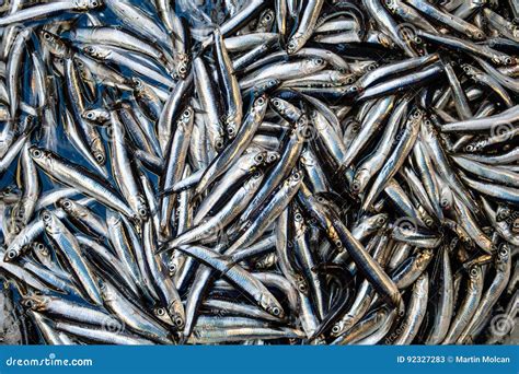 Small Sardines Fish Background On The Market Stock Image Image Of
