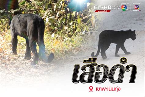 ข่าวเสือดำแก่งกระจานโชว์ตัวทางขึ้นเขาพะเนินทุ่ง